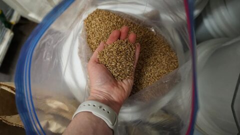 Easiest 5-Ingredient Bread Recipe - Common Grains