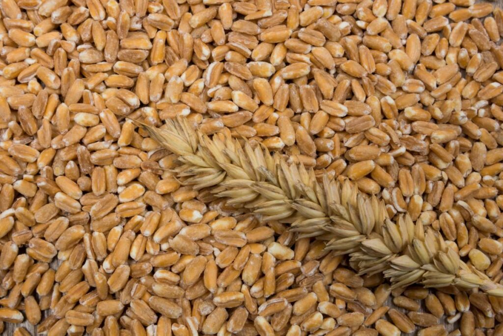 10 Mediterranean Grains - Common Grains