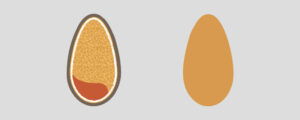 Complete Guide to Understanding the Importance of Grains in Your Diet ...