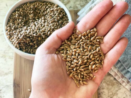 Red wheat: From sourcing to storage and beyond - Common Grains