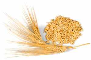 Barley side effects if you consume too much - Common Grains