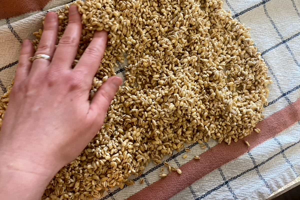 How to mill Hulled Barley for flour - Common Grains