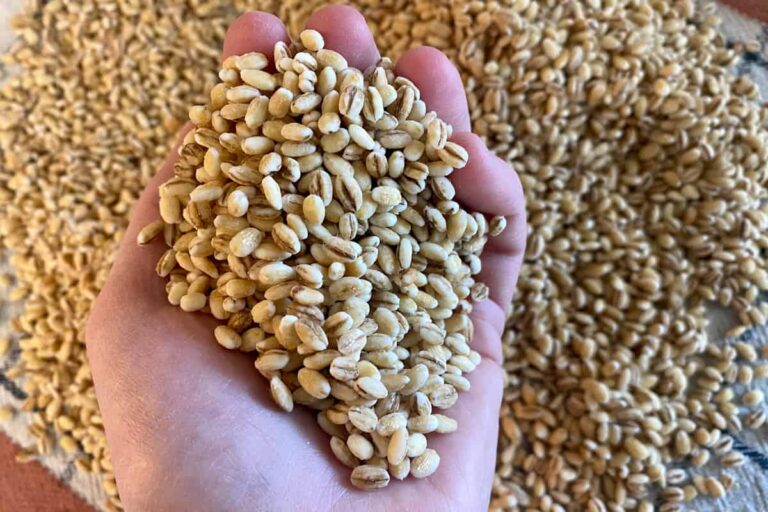 Barley: A complete guide - sourcing, types, and cooking - Common Grains