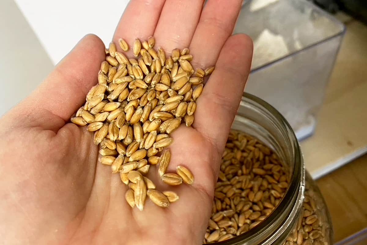 Spelt: A high-protein alternative to common wheat - Common Grains