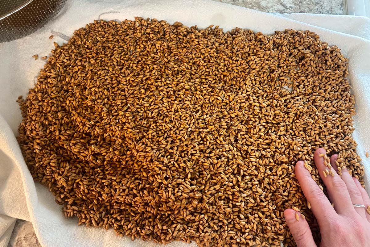 How to clean dirty grains: A simple guide for home milling - Common Grains
