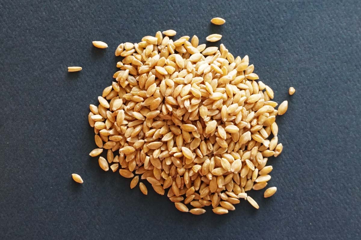 Einkorn: A complete guide to the (sometimes) tricky true ancient grain ...