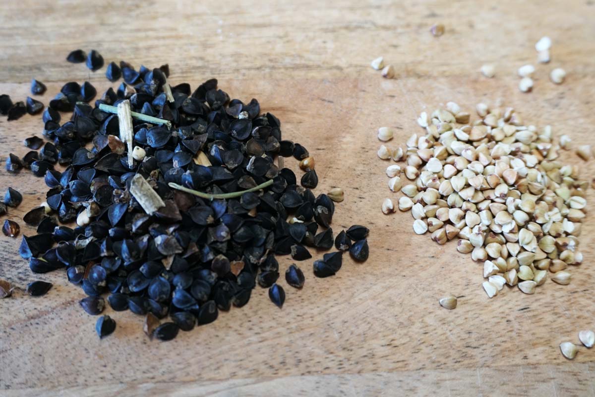How to clean dirty grains: A simple guide for home milling - Common Grains