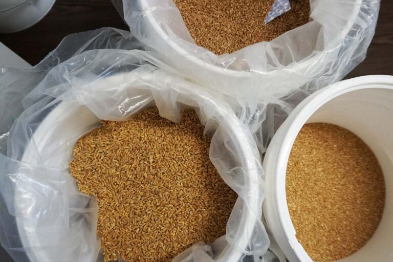 Whole grains comparison chart: What's the best grain for you? - Common ...