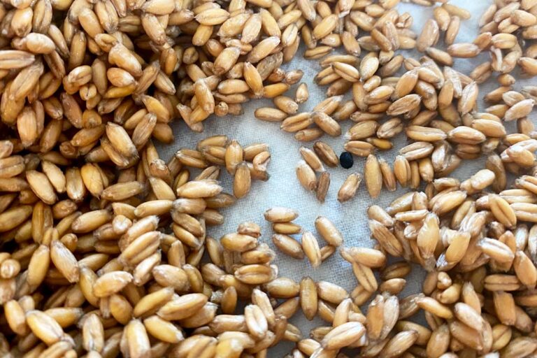 How to clean dirty grains: A simple guide for home milling - Common Grains