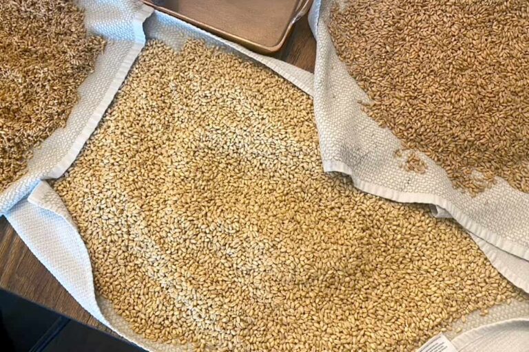 6 Malted (or sprouted) grains - Common Grains